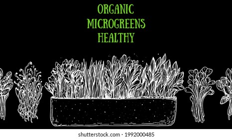 Microgreens Hand Drawn Vector Illustration Sketch Stock Vector (Royalty ...