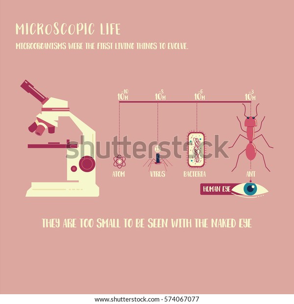 Microorganism Life Infographic Illustration Vector: vector de stock ...