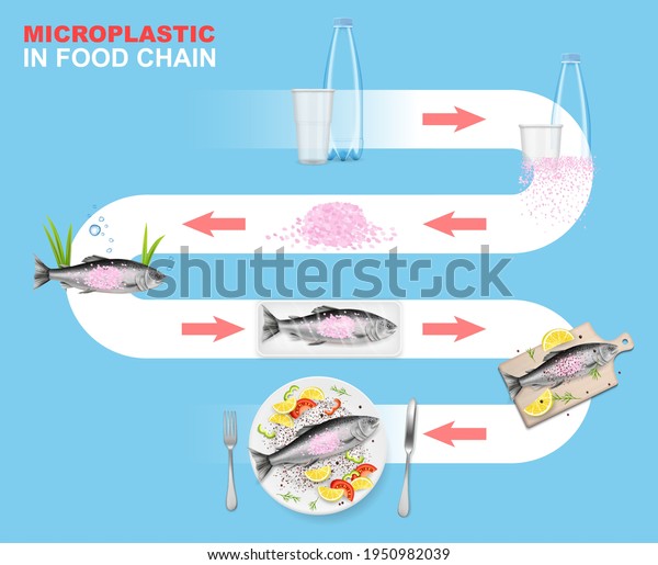 Microplastic Food Chain Vector Infographic Marine Stock Vector (Royalty ...