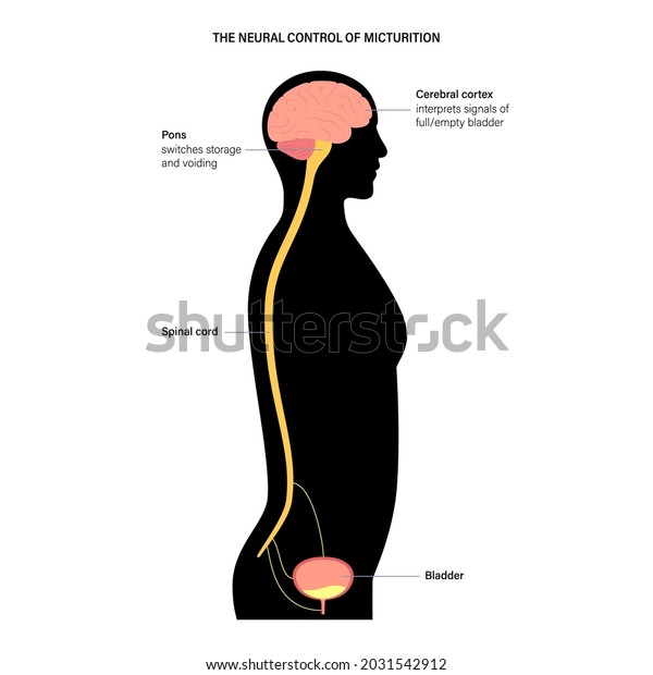 Micturition Neural Control Function Male Silhouette Stock Vector ...