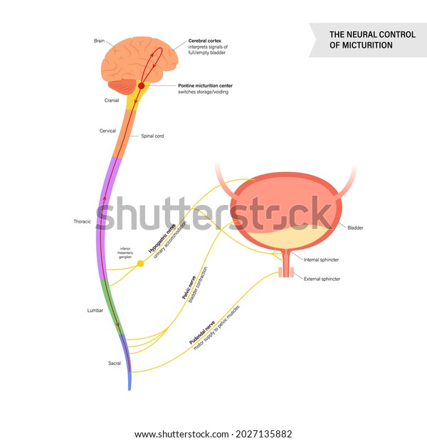 Micturition Neural Control Function Signals Brain Stock Vector (Royalty ...