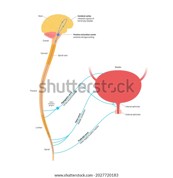 Brain bladder 7,123 รายการ ภาพ ภาพสต็อกและเวกเตอร์ | Shutterstock