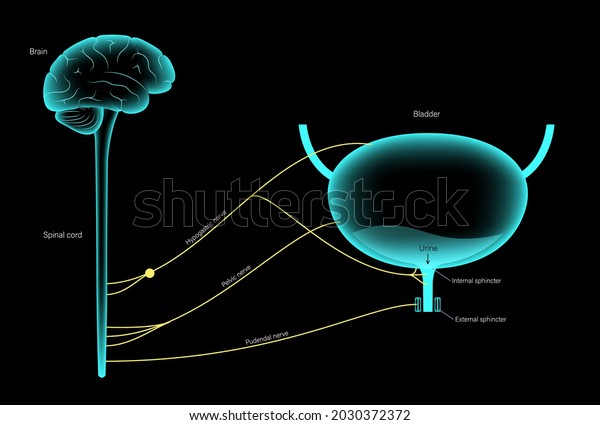 Micturition Neural Control Function Signals Brain Stock Vector (Royalty ...