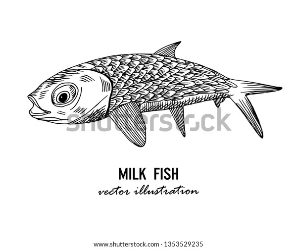 Milkfish Sketch Fish Vector Illustration: vector de stock (libre de ...