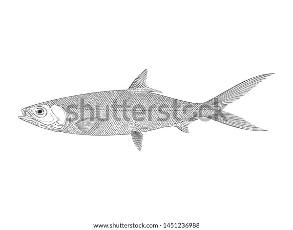 Milkfish Vector Illustration Any Use Stock Vector (Royalty Free) 1451236988