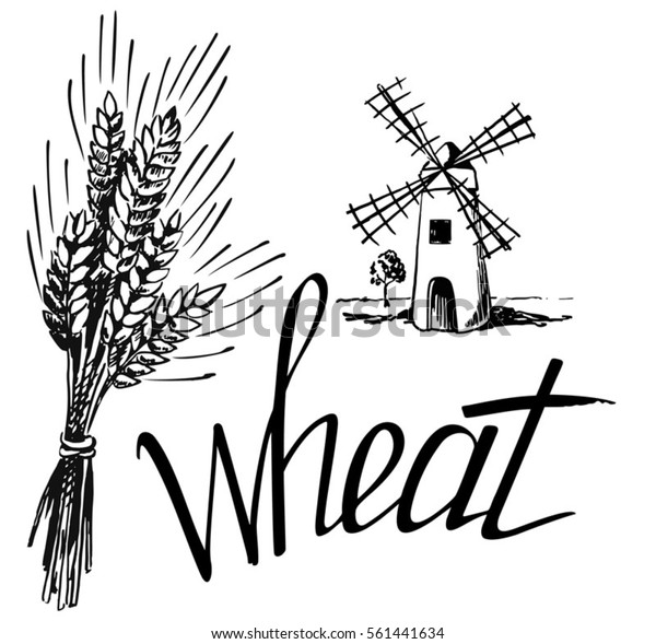 Mill Wheat Vintage Vector Engraving Illustration Stock Vector (Royalty ...