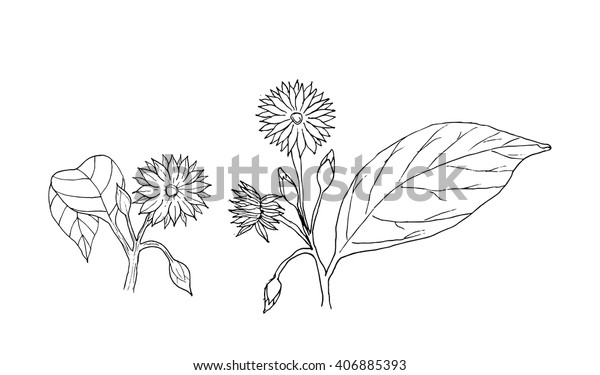 Mimusops Elengi Bokul Flower Vector Stock Vector (Royalty Free ...