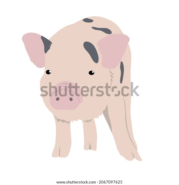 394 Mini Pig Vector Images, Stock Photos & Vectors | Shutterstock
