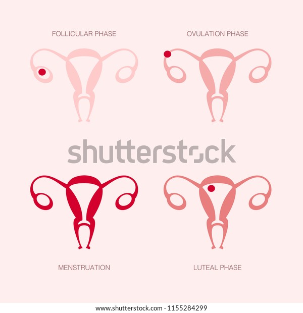 Minimalistic Vector Demonstration Phase Menstrual Cycle Stock Vector ...