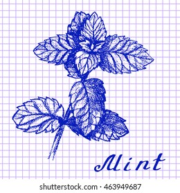 Mint Botanical Drawing On Exercise Book Stock Vector (Royalty Free ...