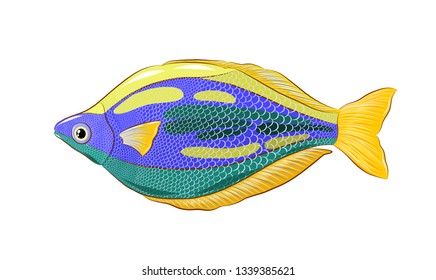 Mirror Fish Bluegreen Stock Vector (Royalty Free) 1339385621 | Shutterstock