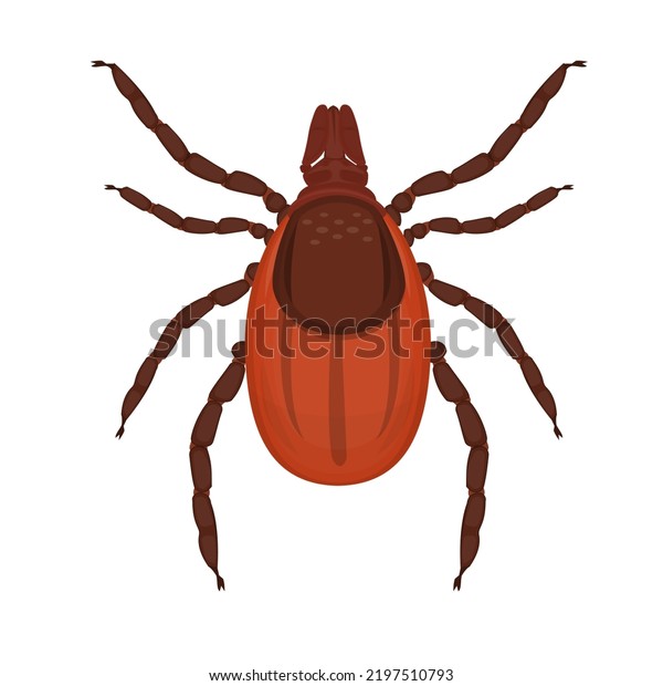Mite Insect Tick Vector Illustration Stock Vector (Royalty Free ...