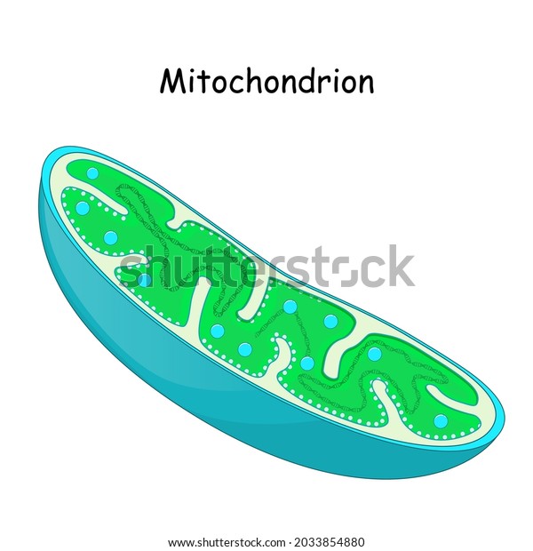 Mitochondria Structure Anatomy Mitochondrion Vector Icon Stock Vector ...