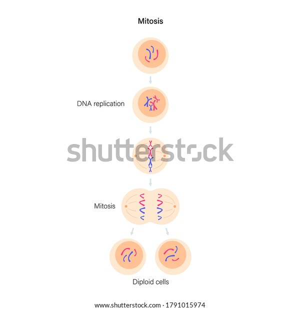 Mitosis Cell Division Diploid Animal Cells Stock Vector (Royalty Free ...