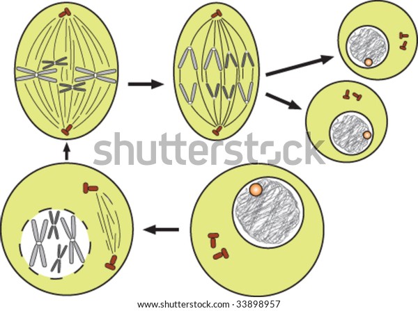 Mitosis Cell Divisionsimple Scheme 库存矢量图（免版税）33898957