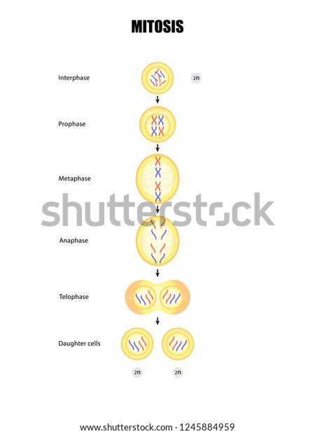 Mitosis Diagram Cell Division Stock Vector (Royalty Free) 1245884959