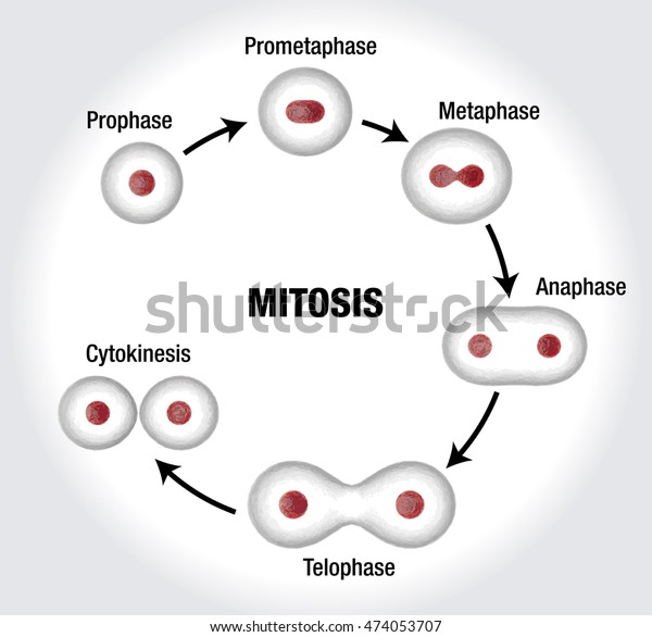Mitosis Phases Mitosis Cell Division Infographic : image vectorielle de ...