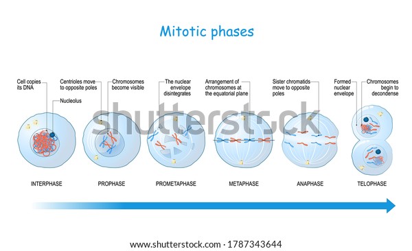 Mitosis Stages Interphase Prophase Prometaphase Metaphase Stock Vector ...