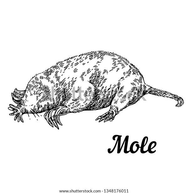 Mole Sketch Engraving Style Vector Illustration Stock Vector (Royalty ...
