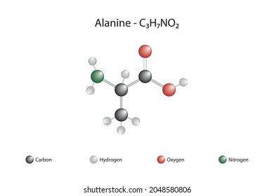 Molecular Formula Alanine Alanine Most Commonly Stock Vector (Royalty ...