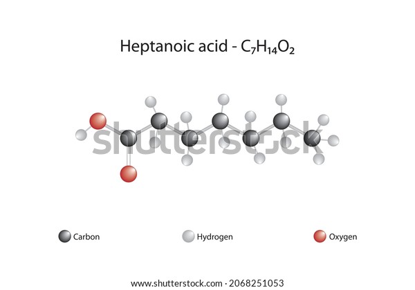 Molecular Formula Heptanoic Acid Heptanoic Acid Stock Vector (Royalty ...
