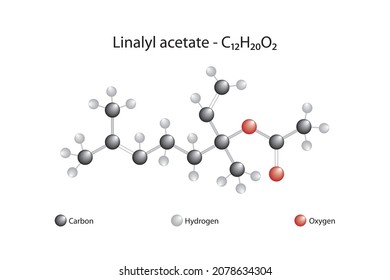 Molecular Formula Linalyl Acetate One Main Stock Vector (Royalty Free ...