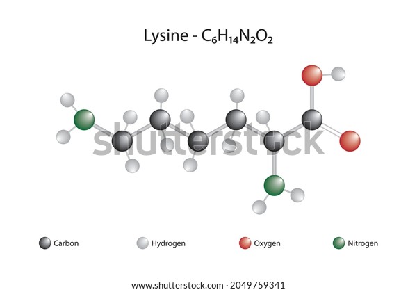 Molecular Formula Lysine Lysine One 22 Stock Vector (Royalty Free ...