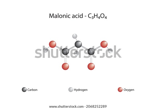 Molecular Formula Malonic Acid Malonic Acid Stock Vector (Royalty Free ...