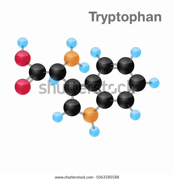 Molecular Omposition Structure Tryptophan Trp Best Stock Vector ...