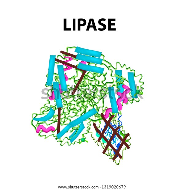 Molecular Structural Chemical Formula Lipase Enzyme 库存矢量图（免版税 ...