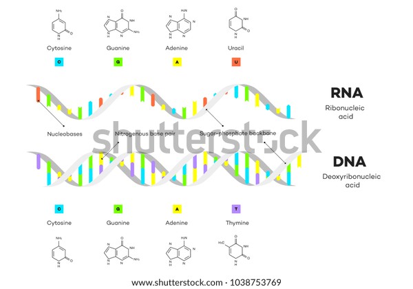 Vector de stock (libre de regalías) sobre Molecular Structure Dna Rna ... Vector de stock (libre de regalías) sobre Molecular Structure Dna Rna ...
