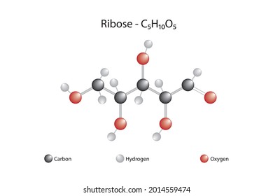 801 Ribose structure Images, Stock Photos & Vectors | Shutterstock