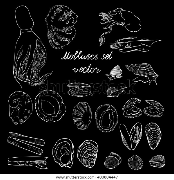 Molluscs Set Vector Illustration Black White Stok Vektör (Telifsiz ...
