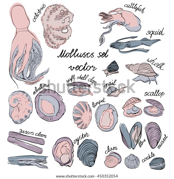 Molluscs Set Vector Illustration Pastel Colors: เวกเตอร์สต็อก (ปลอดค่า ...