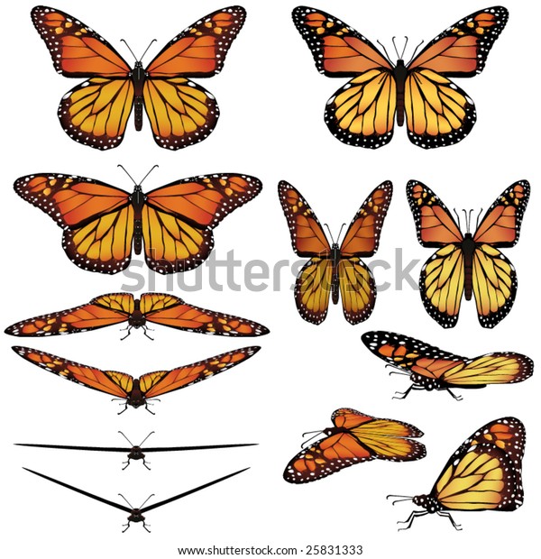 Monarch Butterfly Vector Art Several Different Stock Vector (Royalty ...