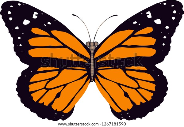 Monarch Butterfly Vector Illlustrtion Stock Vector (Royalty Free ...