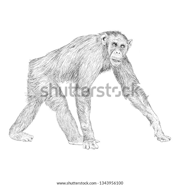 Monkey Illustration Hand Drawn Style Stock Vector (Royalty Free ...