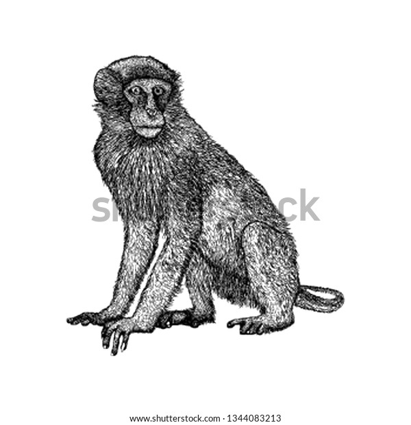 Monkey Illustration Hand Drawn Style Stock Vector (Royalty Free ...