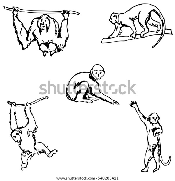 Monkey Sketch By Hand Pencil Drawing Stock Vector (Royalty Free) 540285421