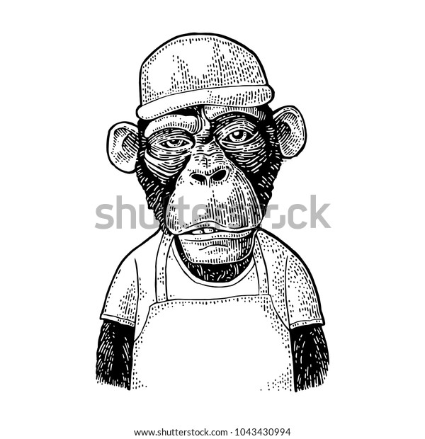 Monkeys fast food worker serving fast food dressed in cap and t-shirt ...