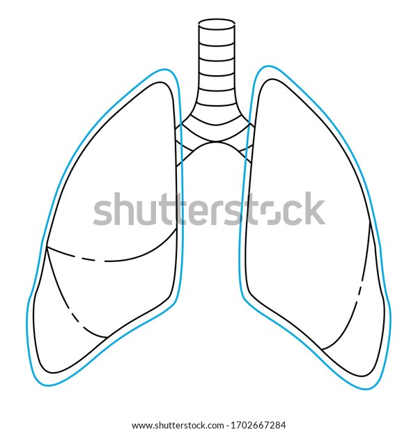 Monochrome Vector Human Lungs Cartoon Style Stock Vector (Royalty Free ...
