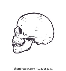 1,144 Skull side profile vector Images, Stock Photos & Vectors ...