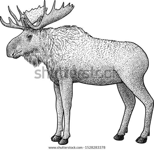 Moose Illustration Drawing Engraving Ink Line Stock Vector (Royalty ...