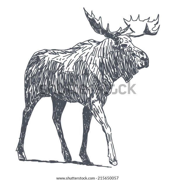 Moose Sketch Drawing Isolated On White Stock Vector (Royalty Free ...
