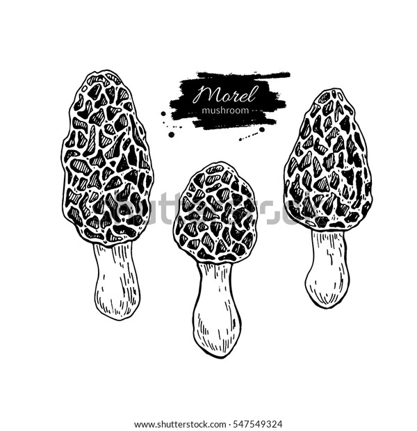 Morel Mushroom Hand Drawn Vector Illustration Stock Vector (Royalty ...