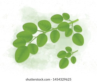 Moringa Oleifera Leave Vector Illustration Stock Vector (Royalty Free ...