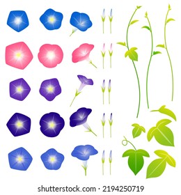 Morning Glory Illustration Set Vector Illustration Stock Vector ...