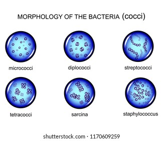 Vektor Stok Types Coccus Bacteria Magnifying Glass Coccus (Tanpa ...
