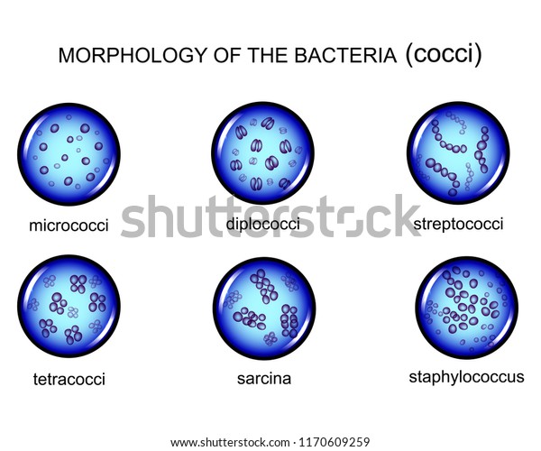 Morphology Microorganisms Cocci Stock Vector (Royalty Free) 1170609259 ...