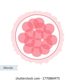 Morula Cell Icon Embryo Development Stage Stock Vector (Royalty Free ...